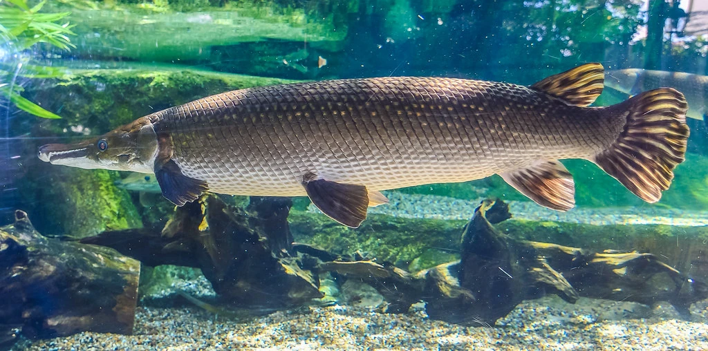 Alligator Gar | FictionRulezForever Wiki | Fandom