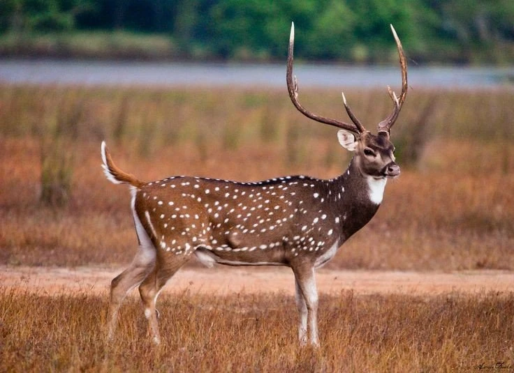 Chital | FictionRulezForever Wiki | Fandom