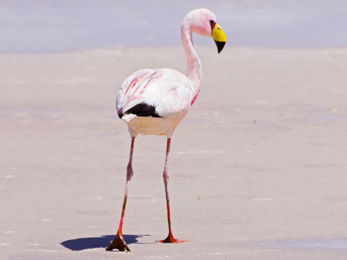 James' Flamingo | FictionRulezForever Wiki | Fandom