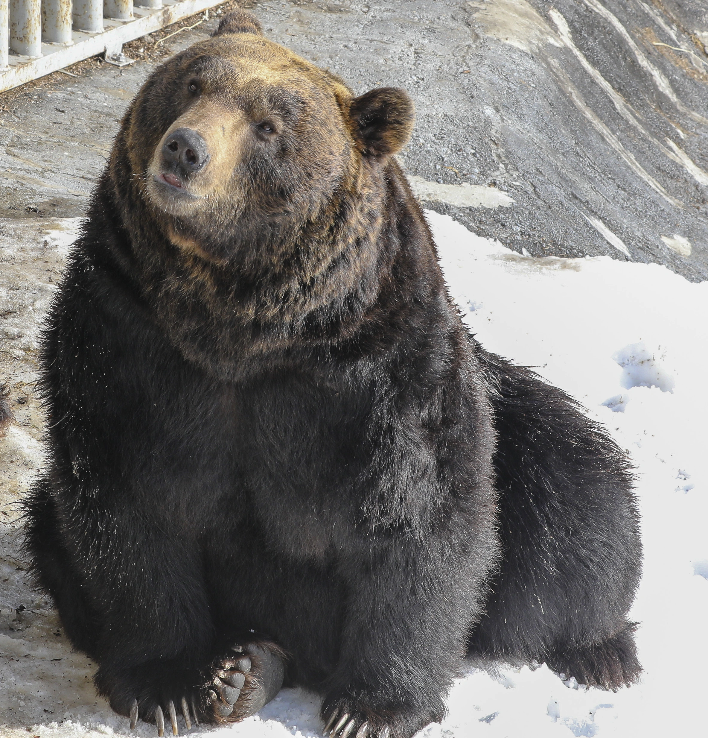 Ussuri Brown Bear | FictionRulezForever Wiki | Fandom