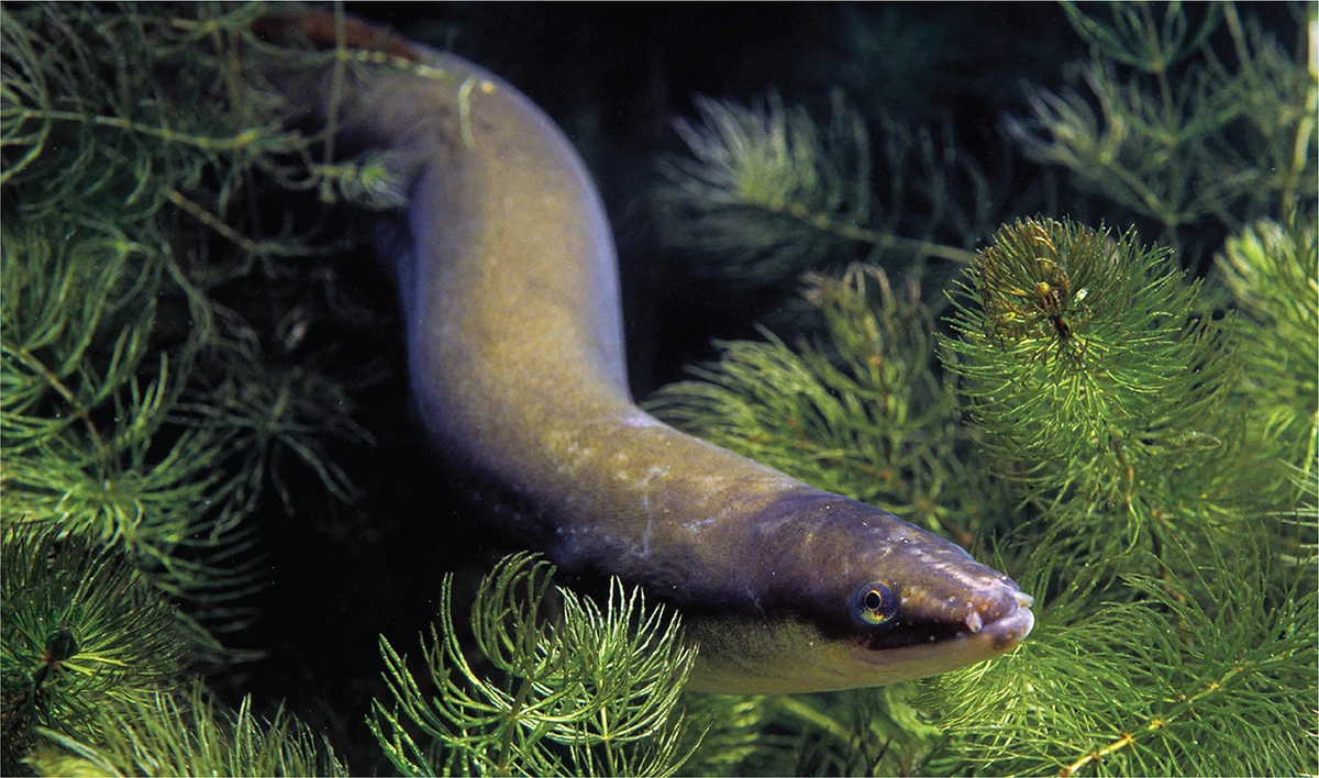 European Eel | FictionRulezForever Wiki | Fandom