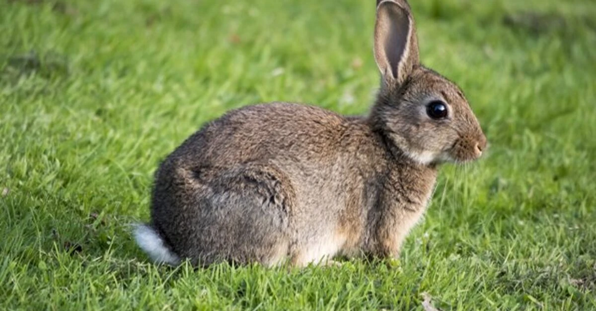 Looney Animals (NatureRules1 Style) | FictionRulezForever Wiki | Fandom