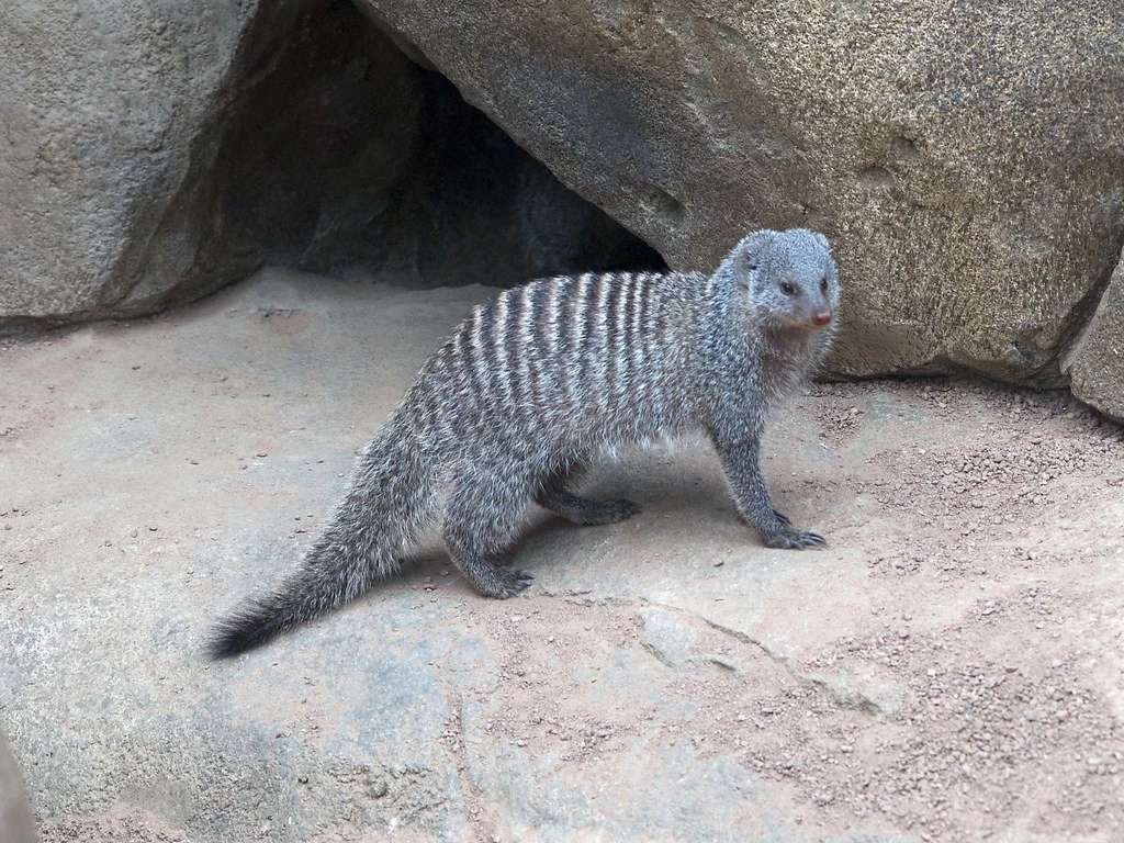 The Serengeti Age Adventures of Mongoose Wild | FictionRulezForever ...