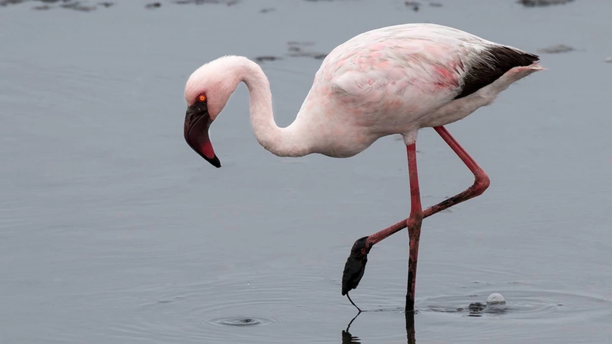 Lesser Flamingo/Gallery | FictionRulezForever Wiki | Fandom