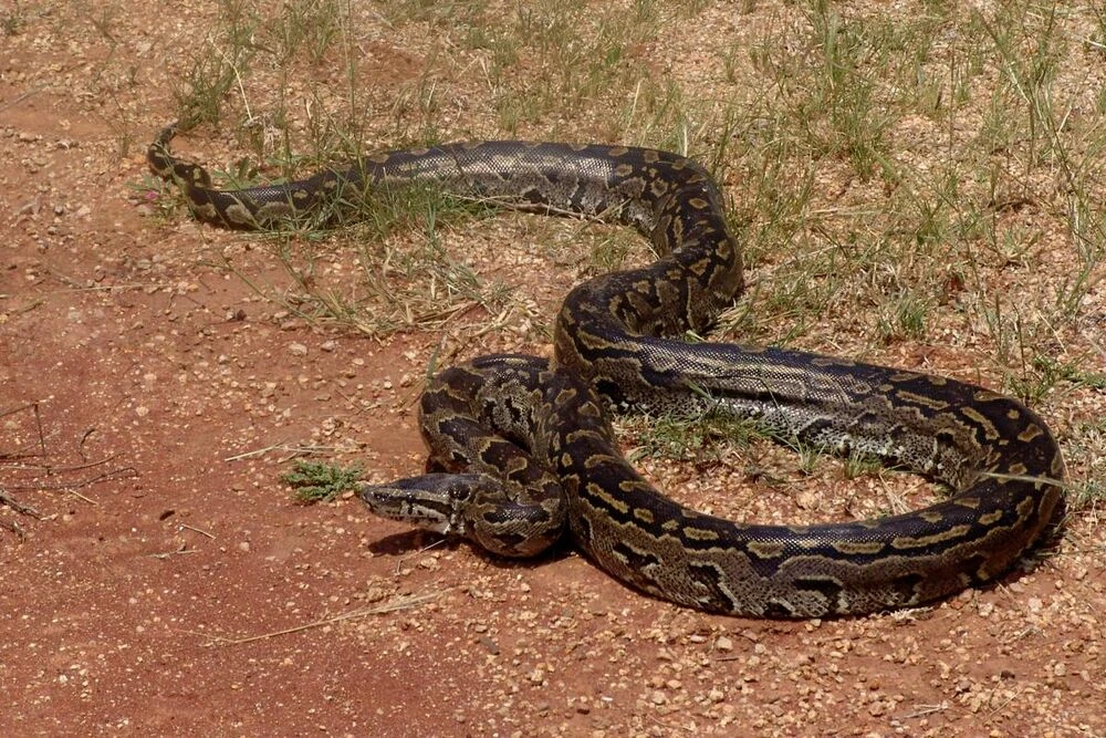 African Rock Python | FictionRulezForever Wiki | Fandom
