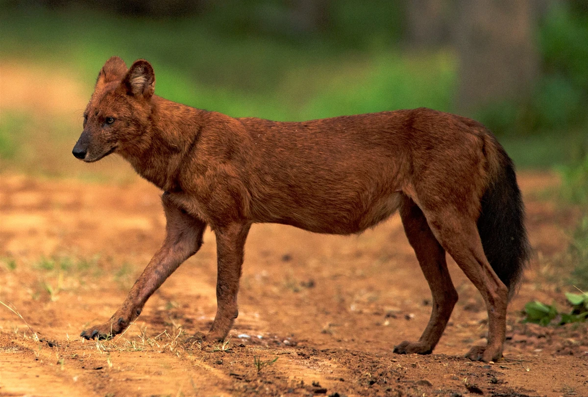 Southern Dhole | FictionRulezForever Wiki | Fandom