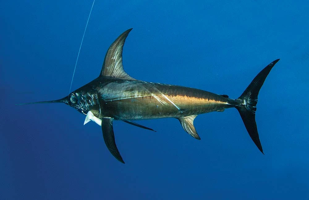 Swordfish | FictionRulezForever Wiki | Fandom