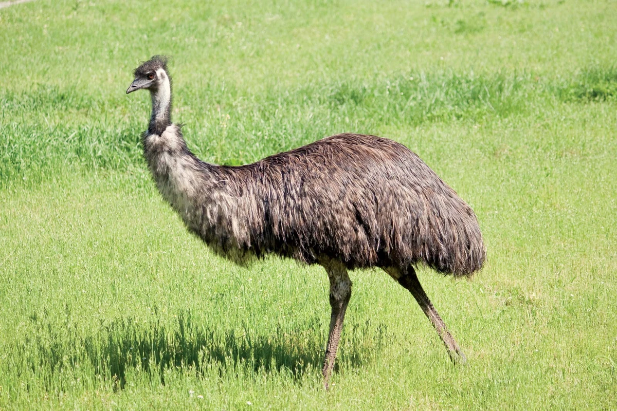 Emu/Gallery | FictionRulezForever Wiki | Fandom