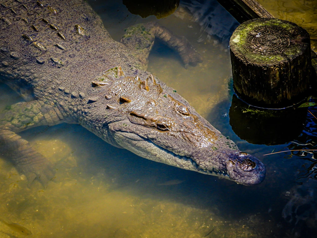 Reptiles, Inc. | FictionRulezForever Wiki | Fandom