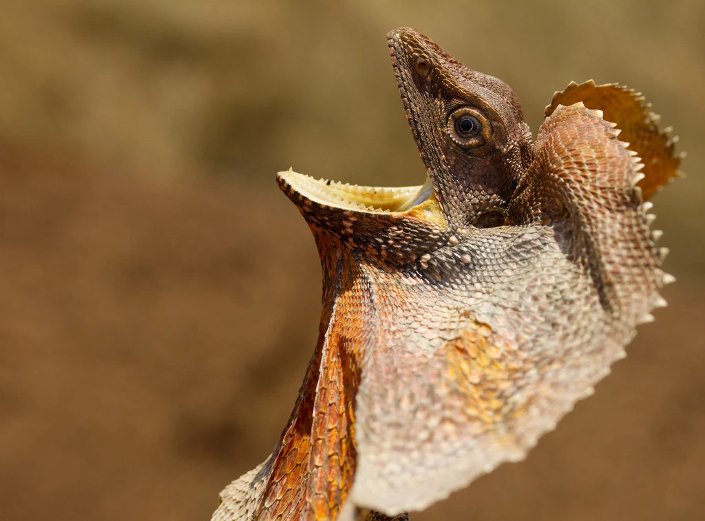 Frilled Lizard | FictionRulezForever Wiki | Fandom