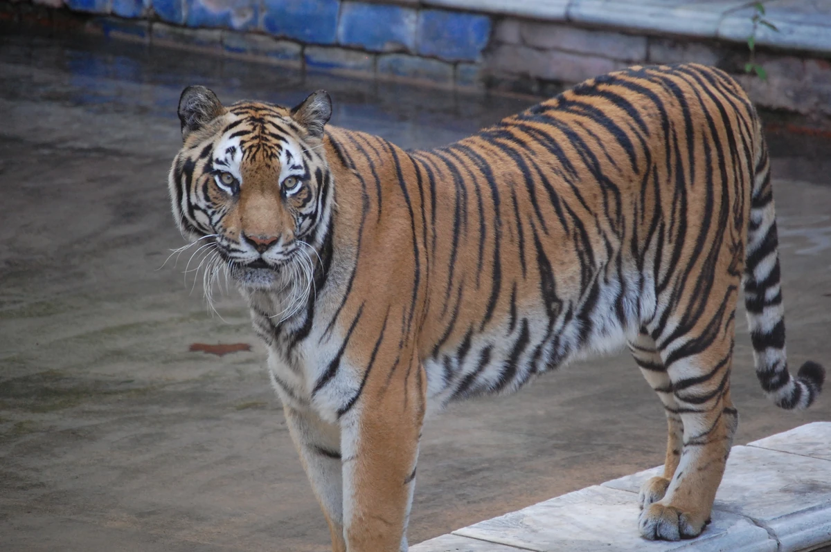 TCER | FictionRulezForever Wiki | Fandom