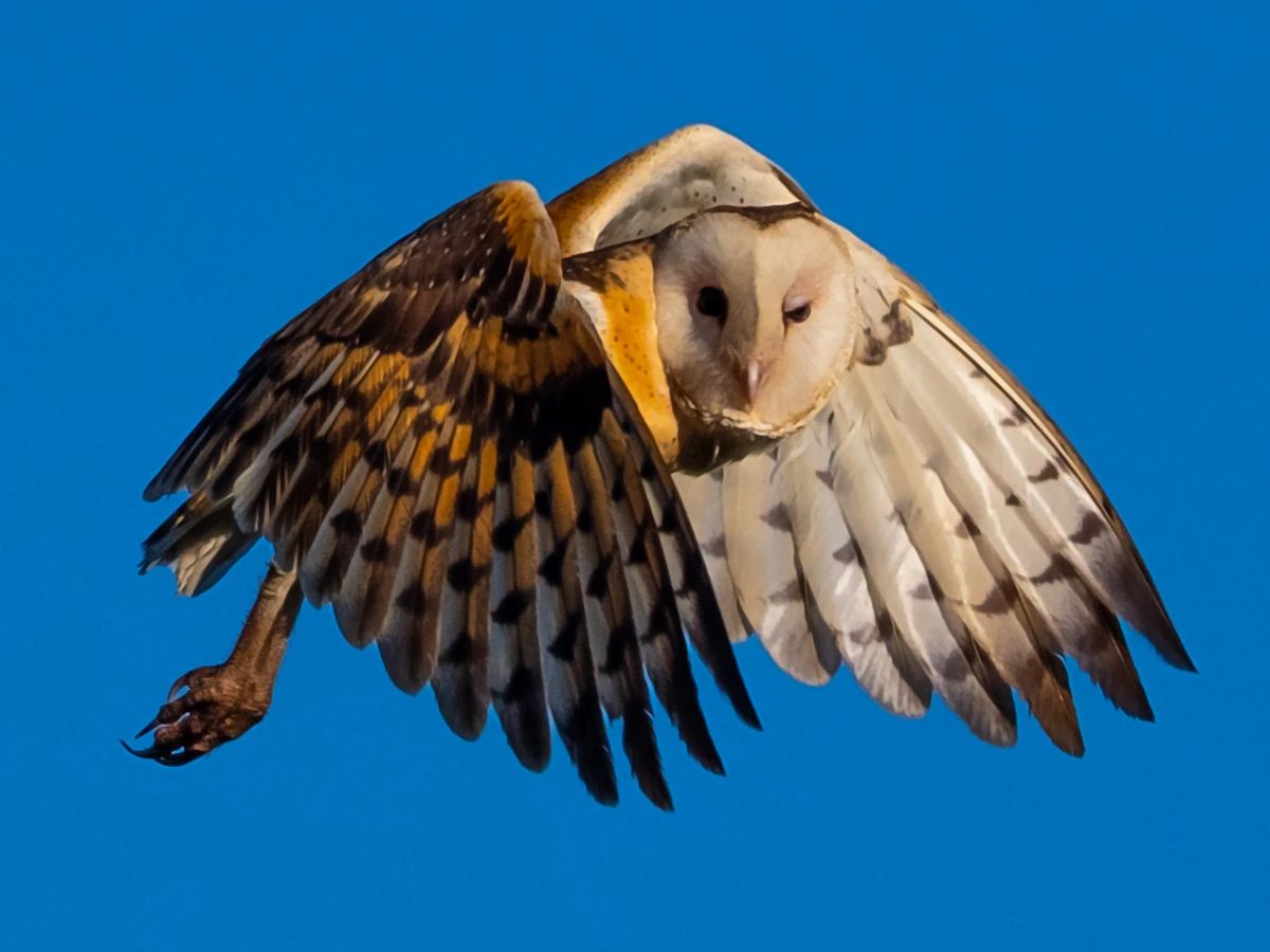 Eastern Grass Owl | FictionRulezForever Wiki | Fandom