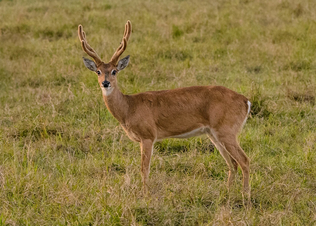 Pampas Deer | FictionRulezForever Wiki | Fandom