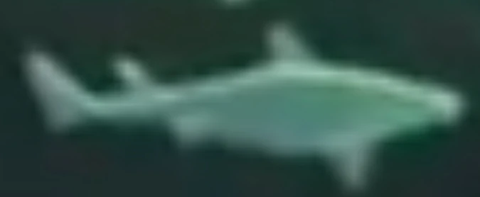 Shortnose Spurdog | FictionRulezForever Wiki | Fandom