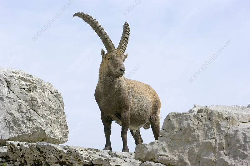 Alpine Ibex | FictionRulezForever Wiki | Fandom