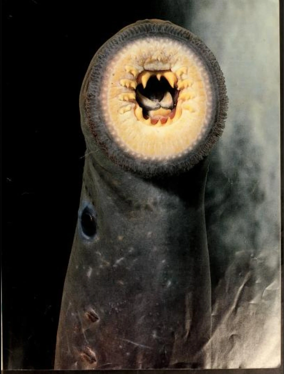 Pacific Lamprey | FictionRulezForever Wiki | Fandom