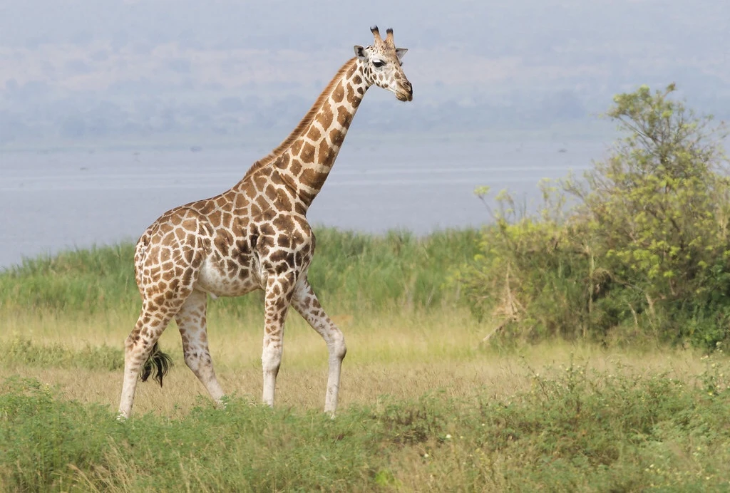 Nubian Giraffe | FictionRulezForever Wiki | Fandom