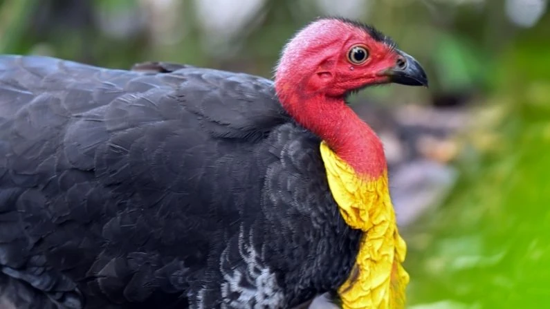 Australian Brushturkey | FictionRulezForever Wiki | Fandom