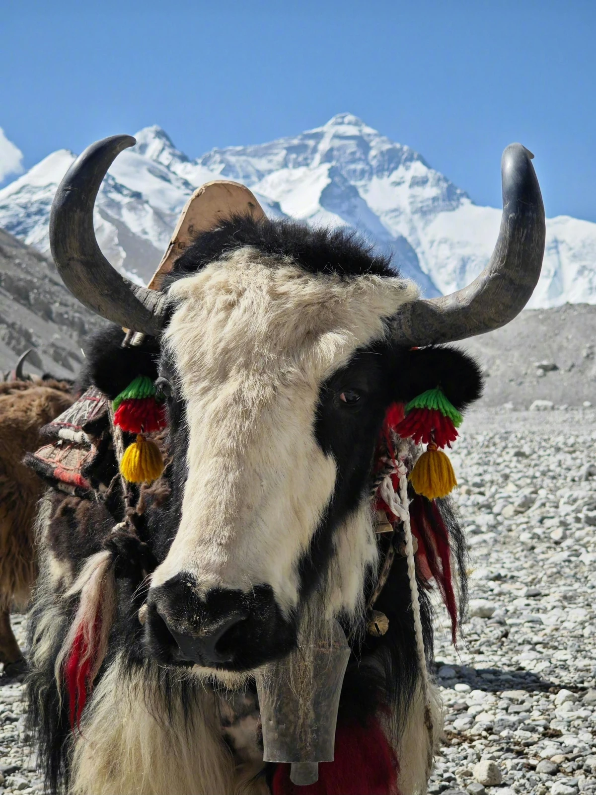 Domestic Yak | FictionRulezForever Wiki | Fandom