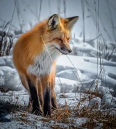 Open Season (NatureRules1 and GavenLovesAnimals' Style ...