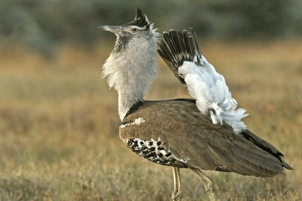 Kori Bustard | FictionRulezForever Wiki | Fandom