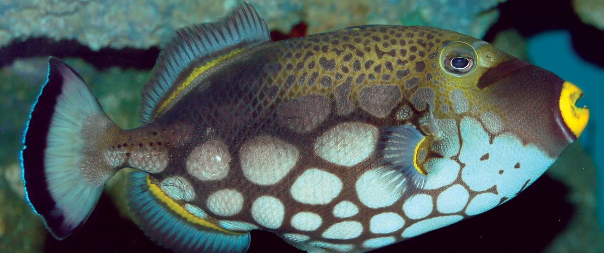 Clown Triggerfish | FictionRulezForever Wiki | Fandom