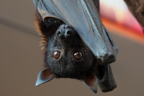 Guam Flying Fox | FictionRulezForever Wiki | Fandom