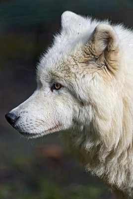 Arctic Wolf | FictionRulezForever Wiki | Fandom
