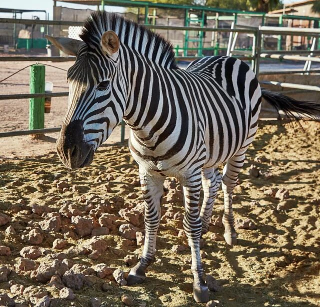 Mark Griff: The Animal Boy King | FictionRulezForever Wiki | Fandom