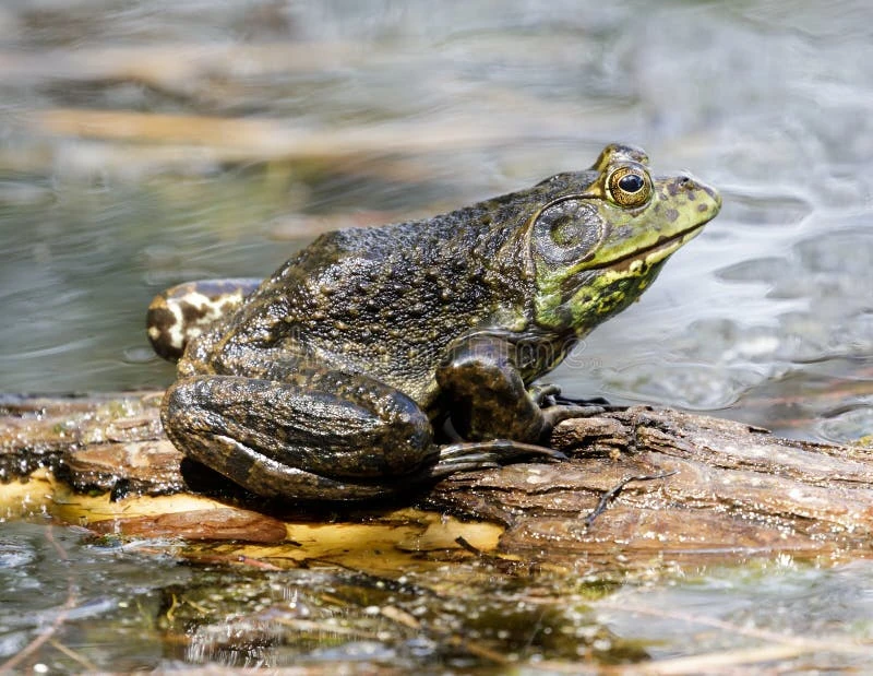 We Bare Amphibians | FictionRulezForever Wiki | Fandom