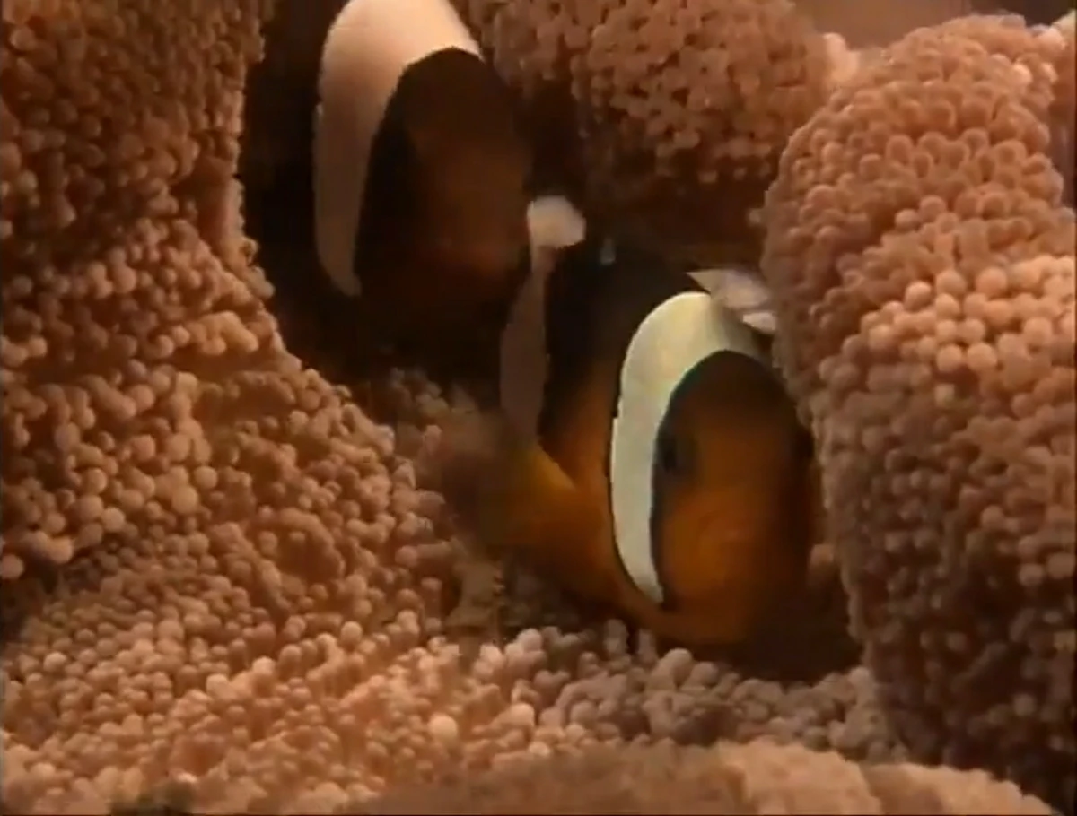 Sebae Clownfish | FictionRulezForever Wiki | Fandom