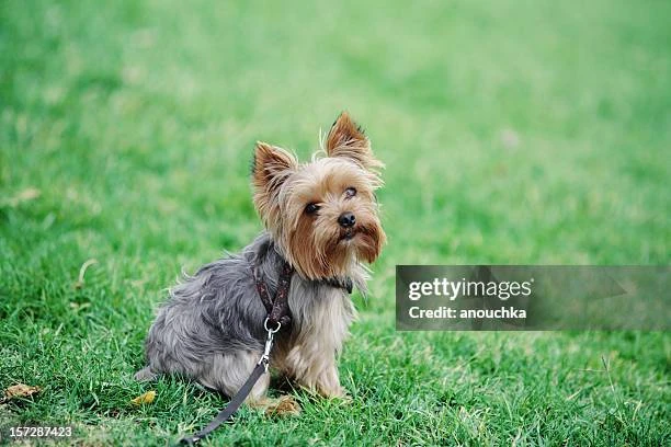 Yorkshire Terrier | FictionRulezForever Wiki | Fandom