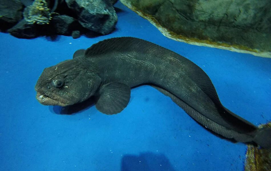 Bering Wolffish | FictionRulezForever Wiki | Fandom