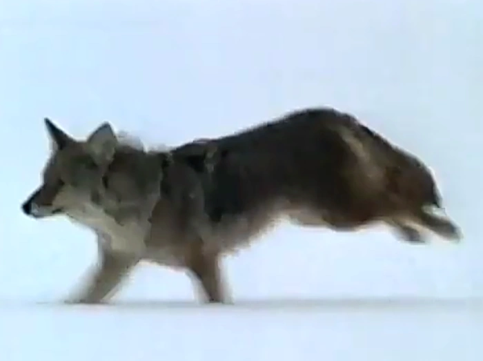 T.U.F.F. Coyote | FictionRulezForever Wiki | Fandom
