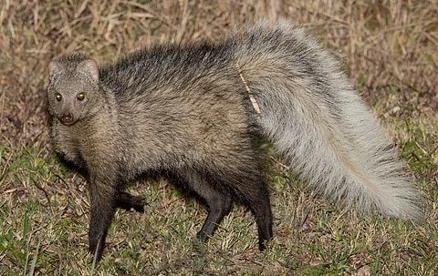 White-Tailed Mongoose | FictionRulezForever Wiki | Fandom