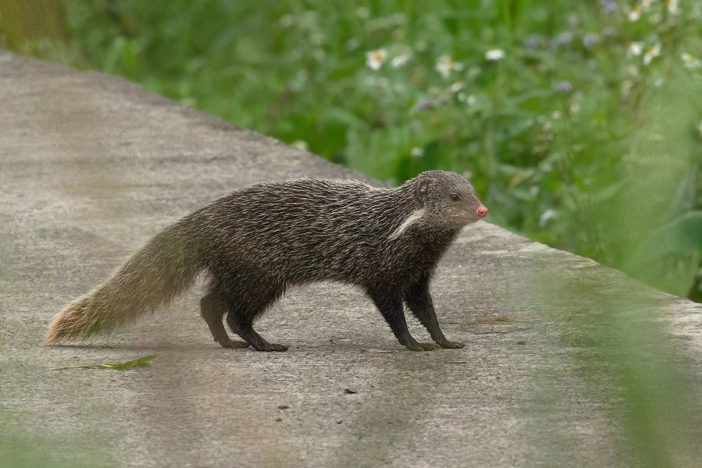 Crab-Eating Mongoose | FictionRulezForever Wiki | Fandom