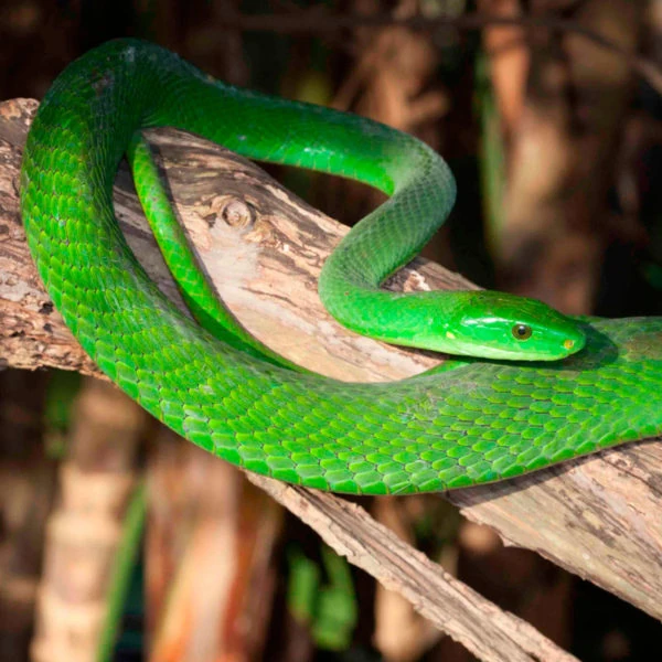 Eastern Green Mamba | FictionRulezForever Wiki | Fandom