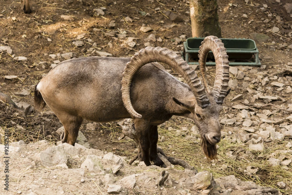Siberian Ibex | FictionRulezForever Wiki | Fandom