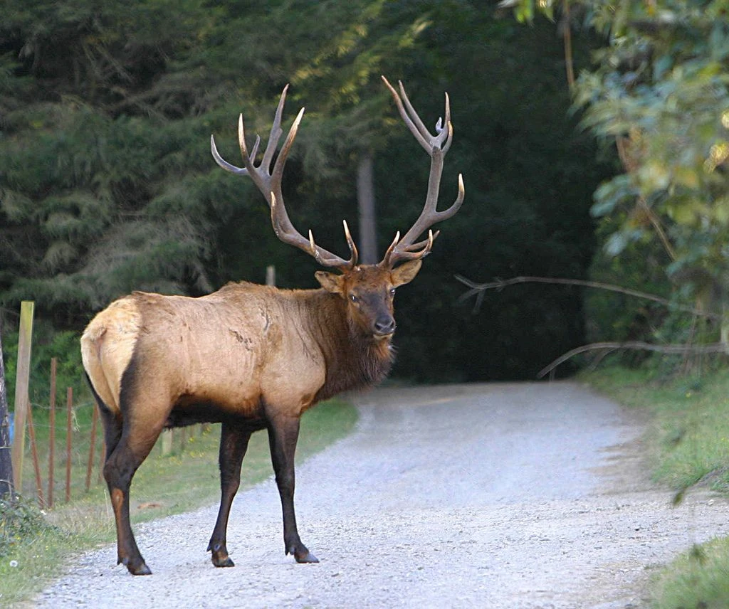 Roosevelt Elk | FictionRulezForever Wiki | Fandom