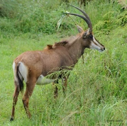 Sable Antelope | FictionRulezForever Wiki | Fandom