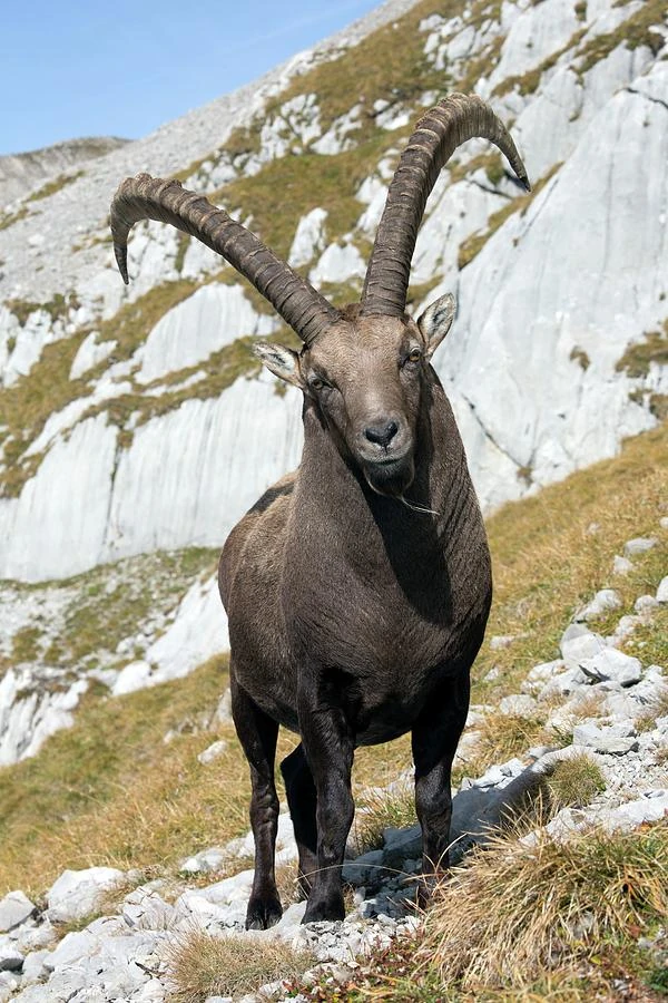 Alpine Ibex | FictionRulezForever Wiki | Fandom
