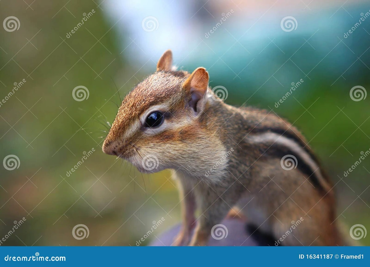 Eastern Chipmunk | FictionRulezForever Wiki | Fandom