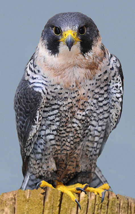 Peregrine Falcon | FictionRulezForever Wiki | Fandom Peregrine Falcon | FictionRulezForever Wiki | Fandom