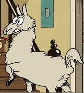 Llama/Gallery | FictionRulezForever Wiki | Fandom