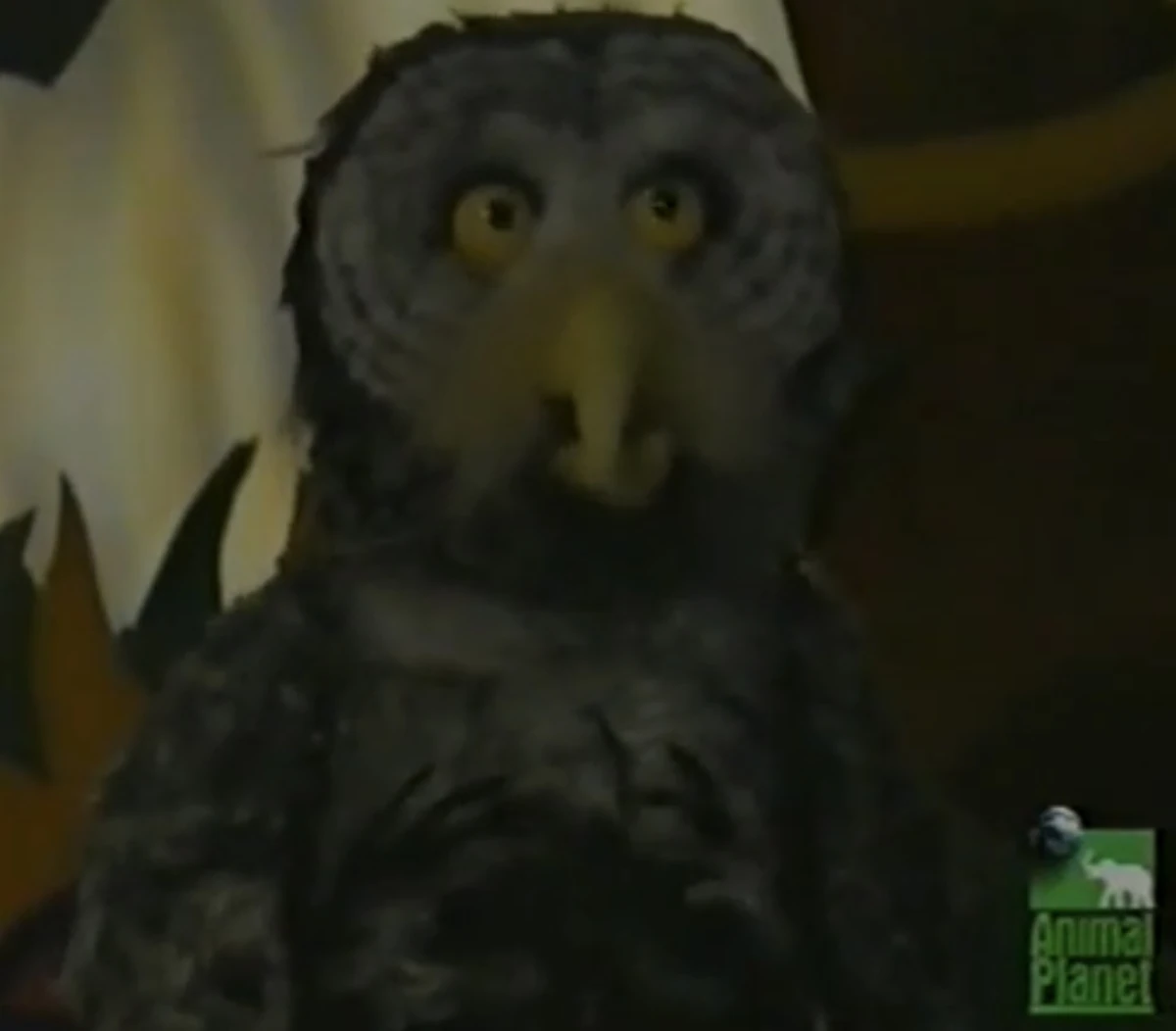 Timothy the Owl | FictionRulezForever Wiki | Fandom