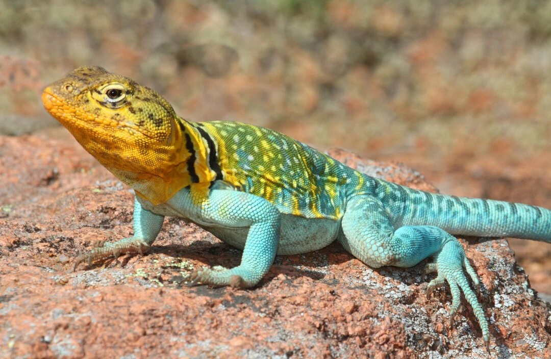 Common Collared Lizard | FictionRulezForever Wiki | Fandom