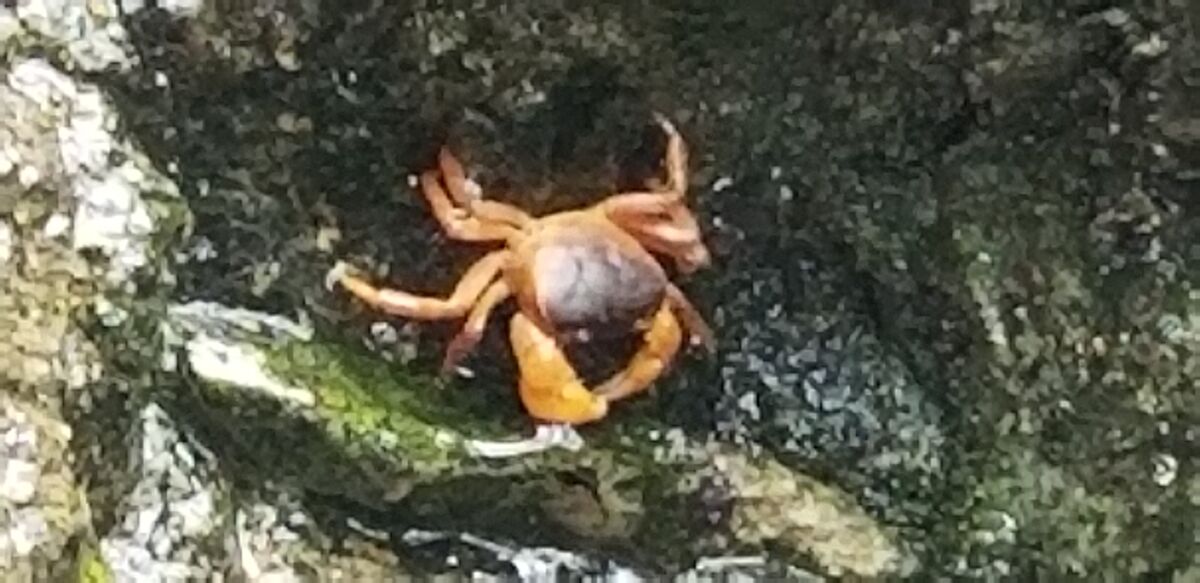 Japanese Freshwater Crab Fictionrulezforever Wiki Fandom