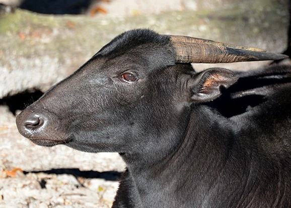 Lowland Anoa | FictionRulezForever Wiki | Fandom