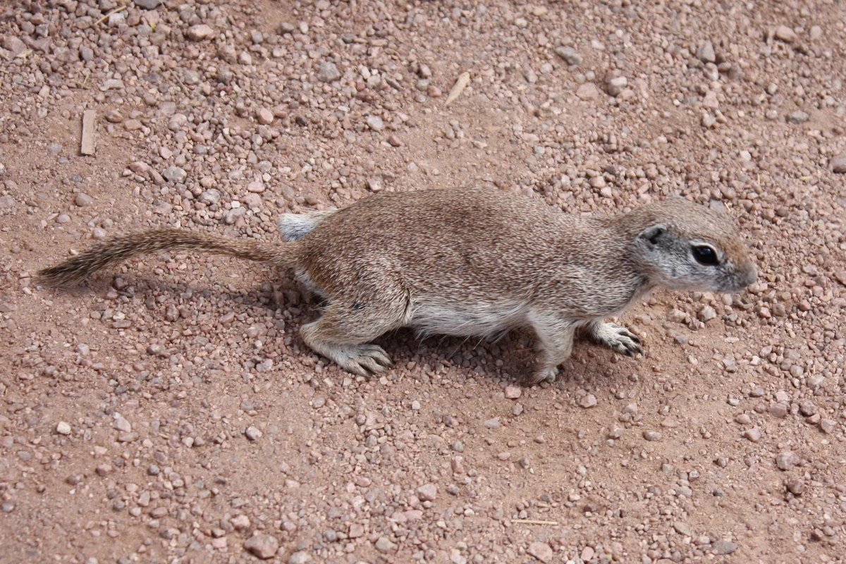 Round-Tailed Ground Squirrel | FictionRulezForever Wiki | Fandom