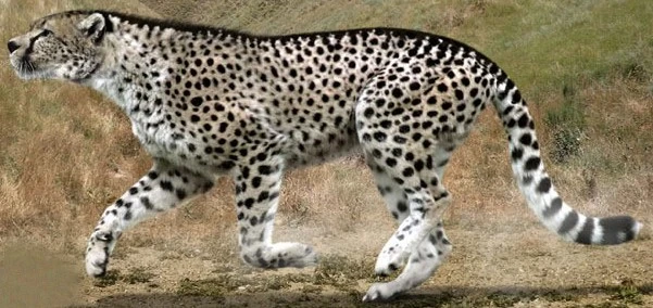 Prehistoric Giant Cheetah
